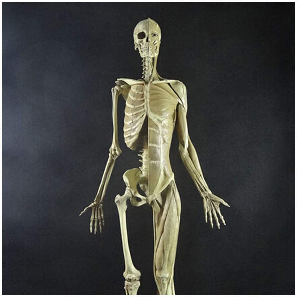 Study Model Educational Dolls Female Anatomy Figure Model 60cm Human ...