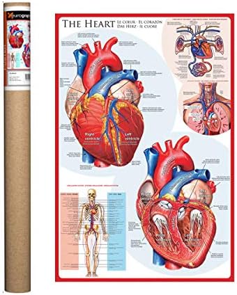 Amazon.com: EuroGraphics Human Evolution Poster, 36 x 24 inch: Posters ...