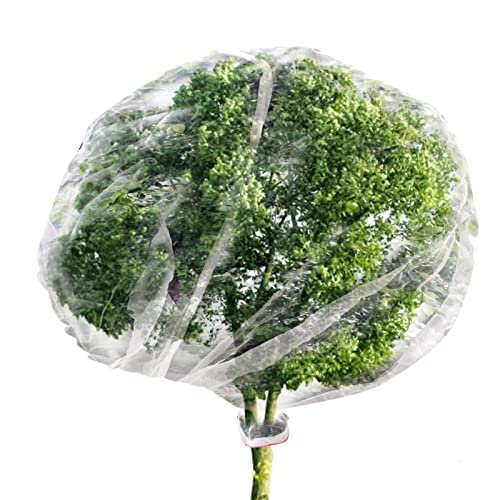 Top 10 Best Trees For Privacy Screen : Reviews & Buying Guide - Katynel