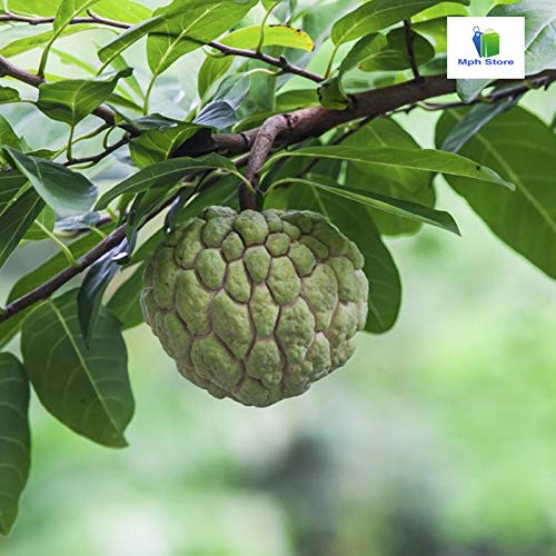 AMAZING STORE Custard Apple, Sitafal, Annona squamosa Sugar Sita Phal ...