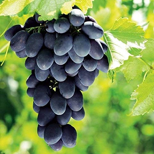 Amazon.com : Grape Mars seedless, cuttings, 3 per Order : Patio, Lawn ...