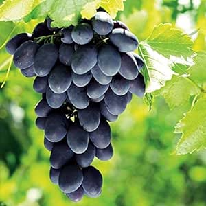 Amazon.com : Grape Mars seedless, cuttings, 3 per Order : Patio, Lawn ...