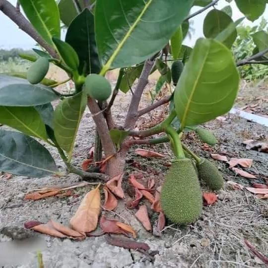 All Season Vietnam Super Early Jackfruit 1 Bud (1 Year Fruiting) Tasty ...