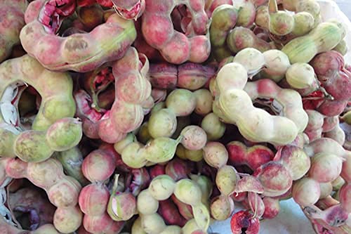 Pithecellobium dulce - How to grow & care