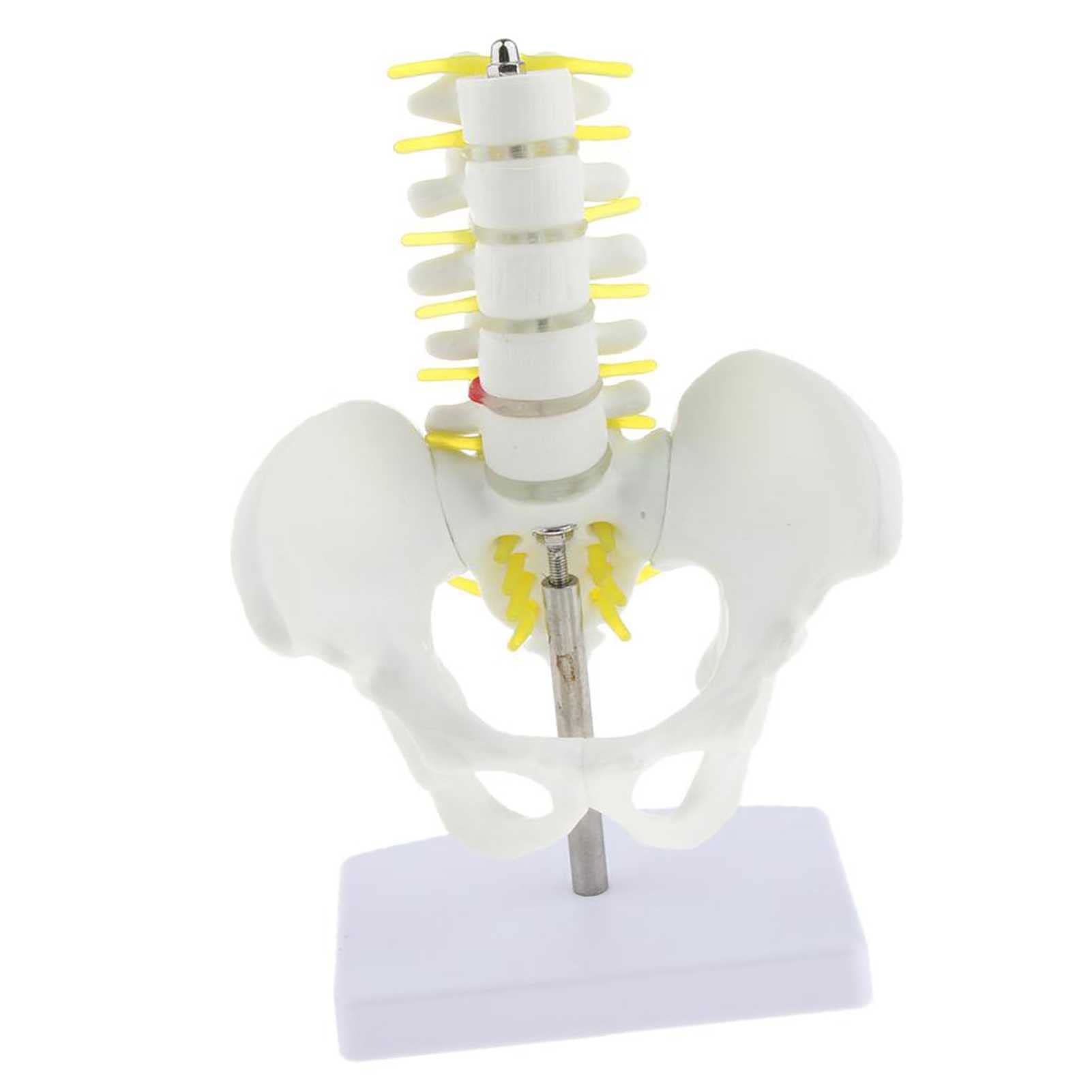 Buy Pelvis with Lumbar Model, Human Anatomy Model in Lumbar and Pelvic ...