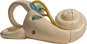 Amazon.com : Enlarged Human Internal Ear Anatomy Model Anatomical Inner ...