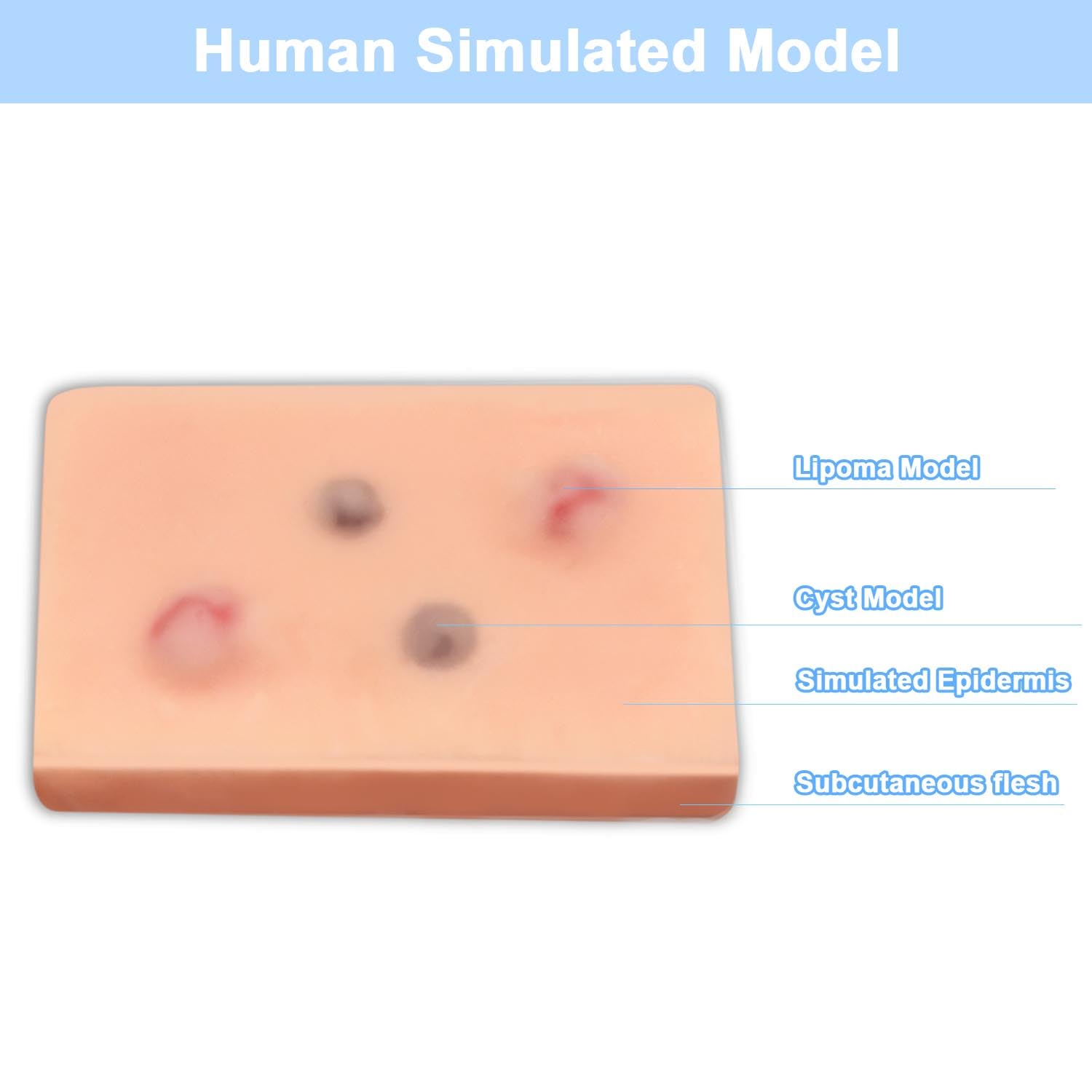 Snapklik.com : Skin Cyst Excision Training Model - Realistic Skin ...