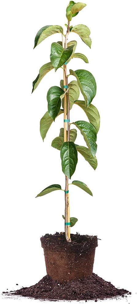 Amazon.com : Giant Fuyu Persimmon Tree - 24" Tall Live Plant - Gallon ...