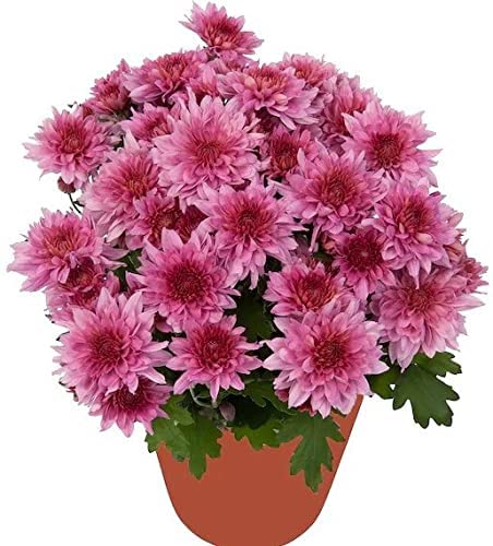JooGTooK Live Chrysanthemums/Guldavari Plant pack of 1 : Amazon.in ...