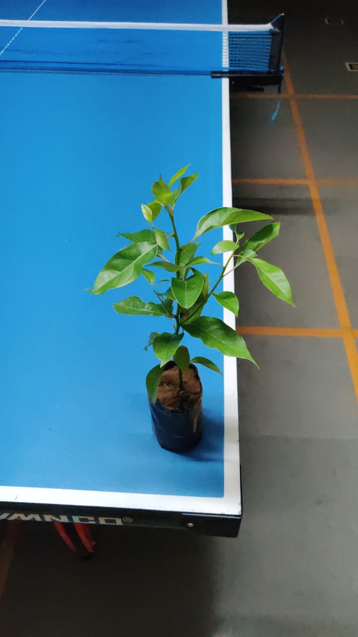 Plantzoin Camphorwood Kapur Cinnamomum camphora Karpura Live Plant ...