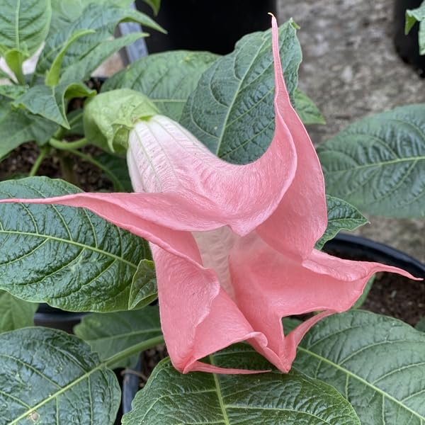 GreenCaart Fragrant Pink Datura Angel's Trumpets 1 Healthy Rooted Plant ...