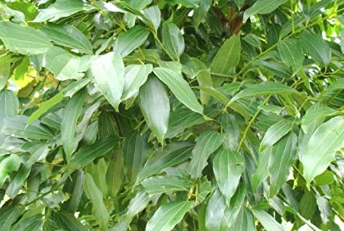 Indiana Cinnamomum Tamala Indian Bay Leaf Indian Cassia Malabar Leaf ...