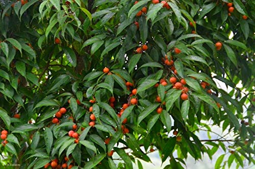 Royal Paradise Garden Rare Dye Fig/Humped Fig (Ficus tinctoria)" Ithi ...