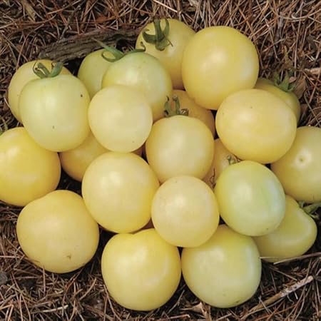 Amazon.com : CEMEHA SEEDS - Snow White Cherry Tomato Indeterminate Non ...