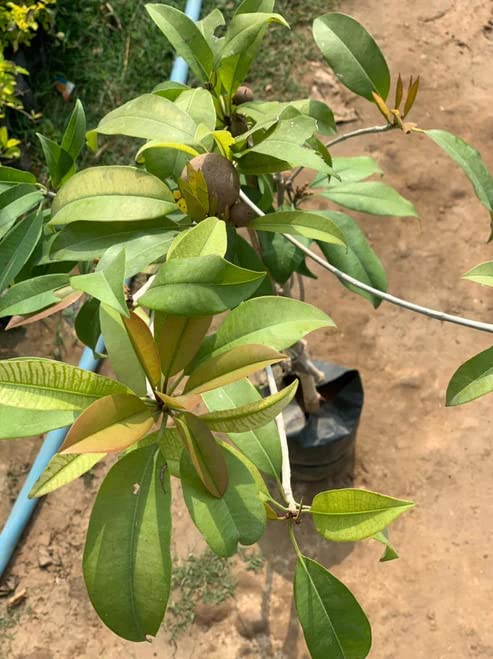 NIJI NURSERY Rare Grafted Chikoo (Chiku) or Sapota Hybrid Variety Live ...