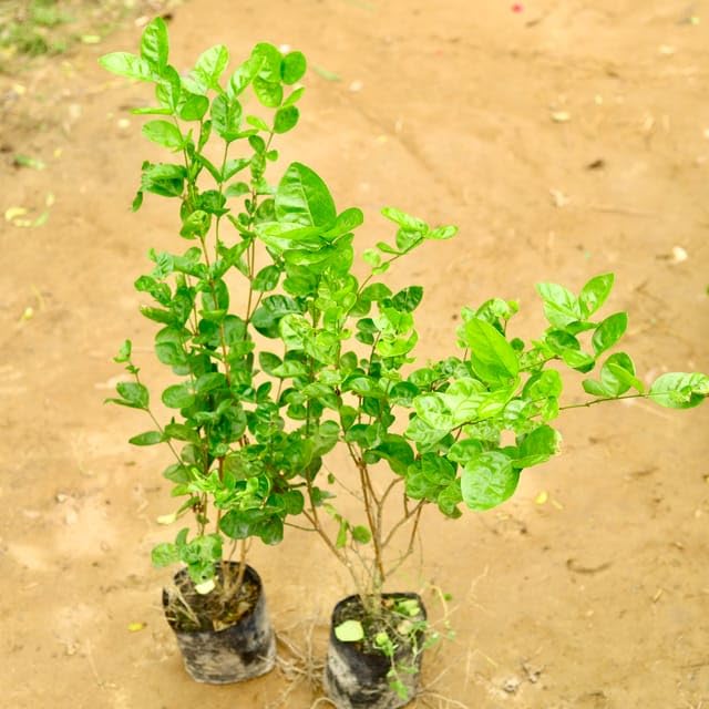 Mphmi Pune Plants by Live Season Set of 2 Motiya/Mogra (~ 2.5 Ft) in 8 ...