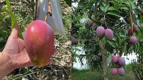 Punarva Mango Plant MIYAZHAKI MANGO PLANT : Amazon.in: Garden & Outdoors