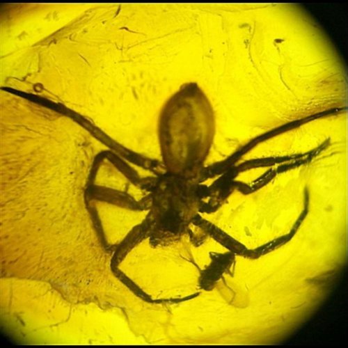 Play The Amber Web by Moshack on Amazon Music