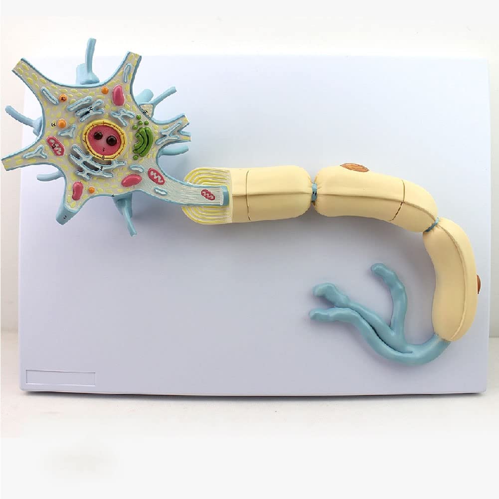 Buy Medical Brain Nerves Anatomical Human Model, d Model Of Nerve Fiber ...