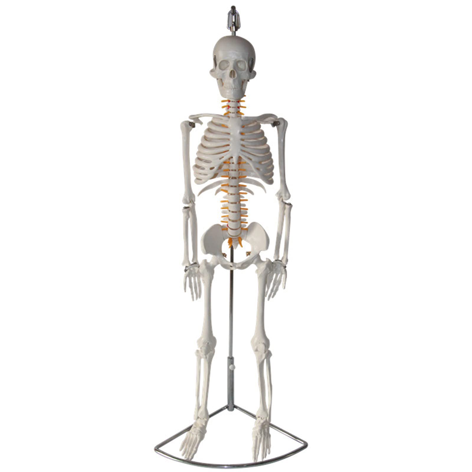 Buy Human Skeleton Model for Anatomy, 33.46" Half Life Size Skeleton ...