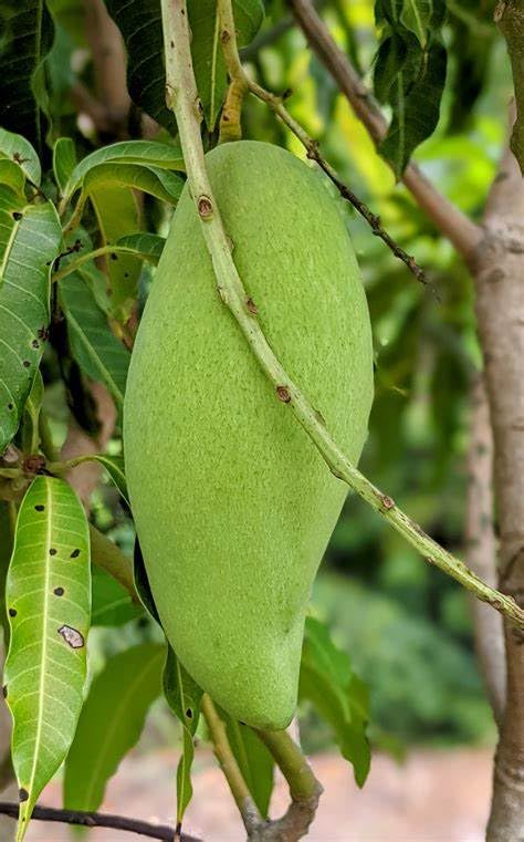 Katimon 12 Month (Grafted) Mango Fruit Live Plant(Hybrid, Pack Of 1 ...