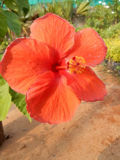 NIJI NURSERY hibiscus Gurhal Hibiscus rosa-sinensis Mandara Live Plant ...