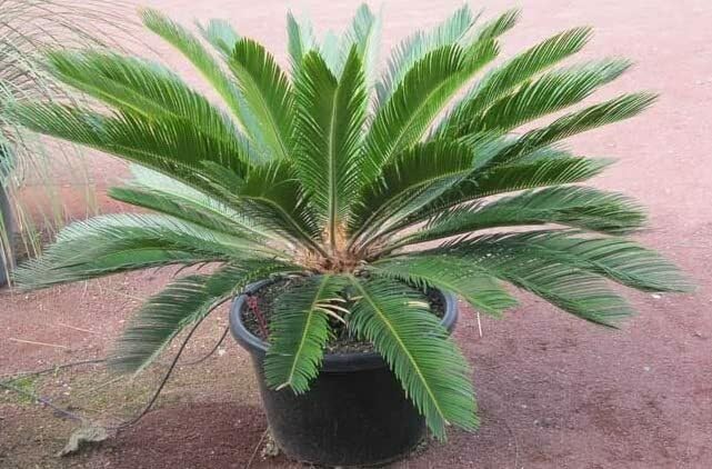 OXY GREEN PLANT Cycas Cycus Revoluta Sotetsu King Sago Cycad Japanese ...