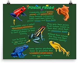 Bioprocess Poison Frogs Educational Poster Fun Wildlife Facts for Kids ...