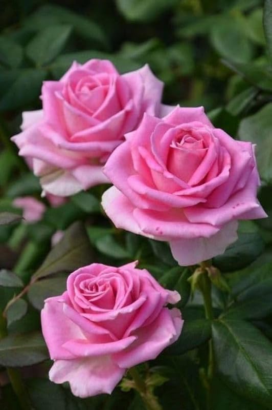 Paneer Rose Plants Live With Flowers for Plant Pack of 1 : Amazon.in ...