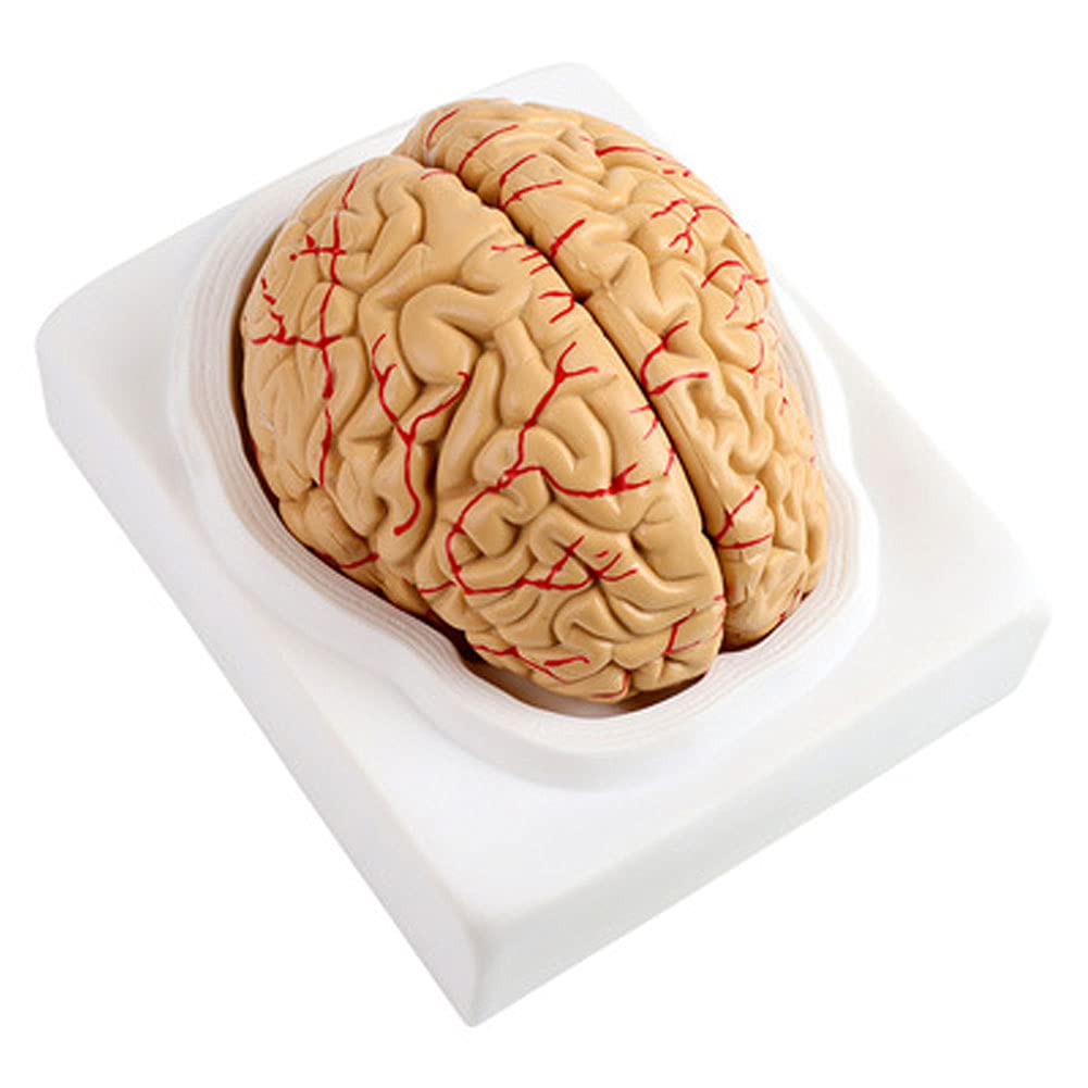 Buy 9-Part Life Size Human Brain Anatomical Model,with Display Base ...