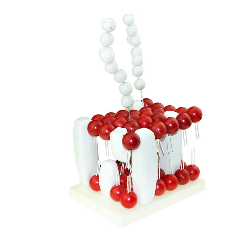 Buy Biofilm Structure Model - Cell Membrane Model - Anatomical Cell ...