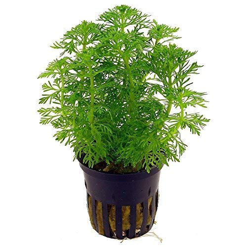 PREMIER PLANTS Ambulia (Limnophila indica Live Aquarium plant : Amazon ...