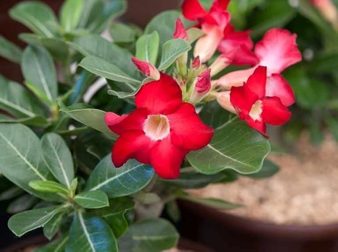 R D ORGANIC Grafted adenium live plant, Desert rose, Indoor plants, Air ...