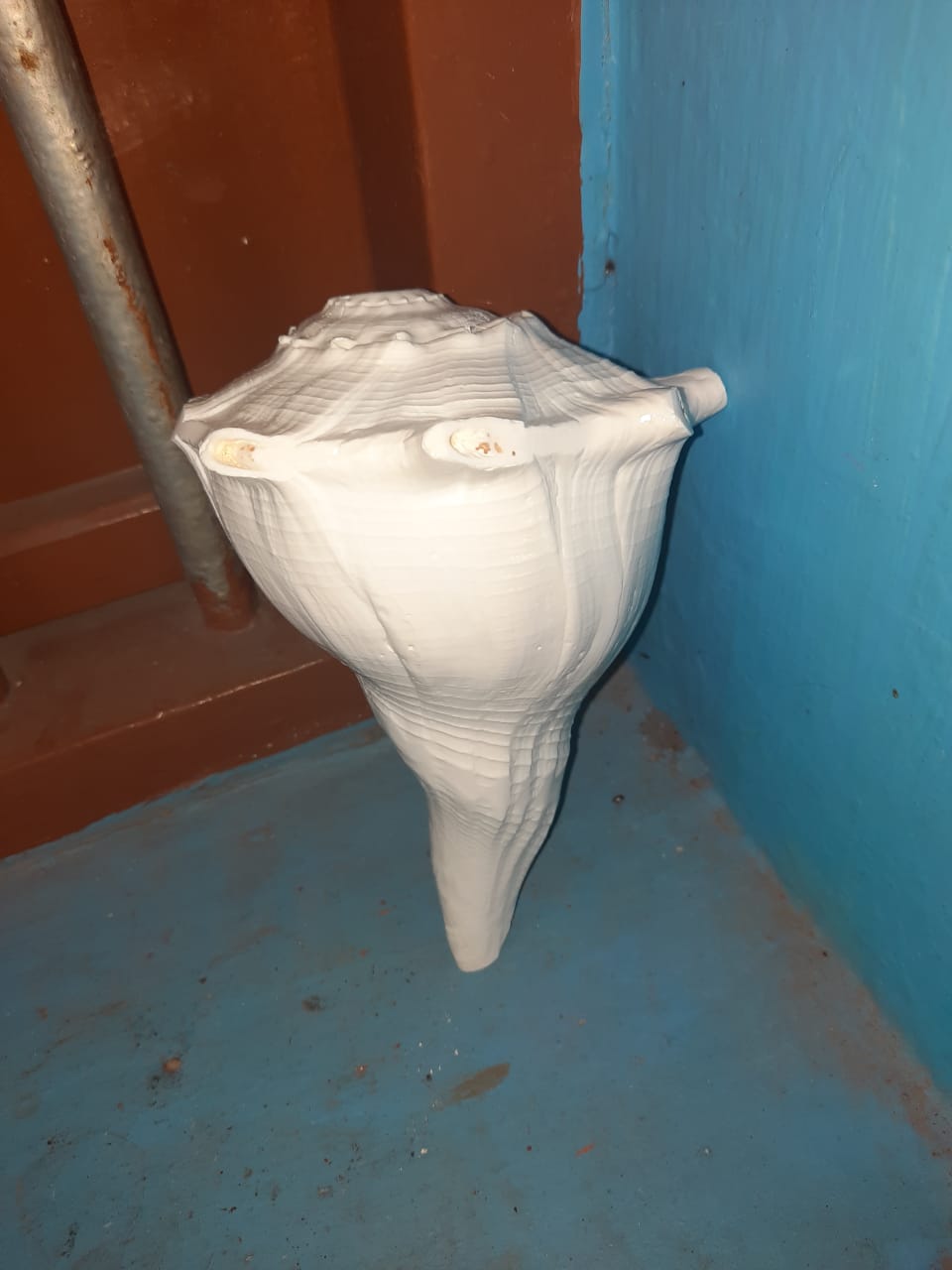 valampuri Sangu Original from Rameshwaram holyisland (15 to 18 cm ...