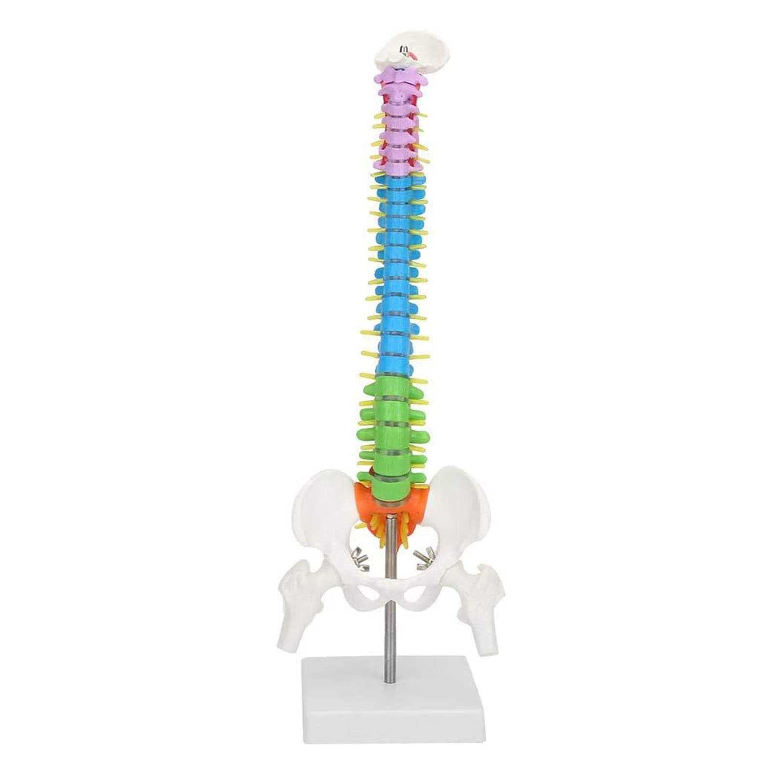 Buy Miniature Spine Anatomy Model Medical Education Model 17.7" Color ...