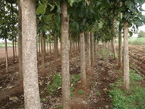 Natural F1 Rare Sagwan Teak Wood Tree (सागौन) Live Plant Pack of 1 ...