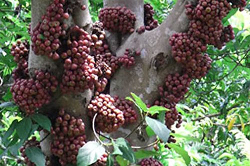 Ficus Racemosa Indian Cluster Fig Tree Goolar Gular 200 Seeds ...