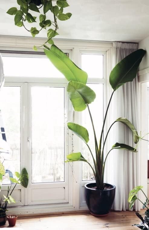 AP GARDEN Bird of Paradise Strelitzia Reginae Strelitzia Nicolai ...