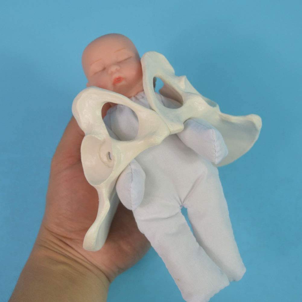 Wlkq Female Pelvis Childbirth Model Mini Female Pelvis And Baby ...