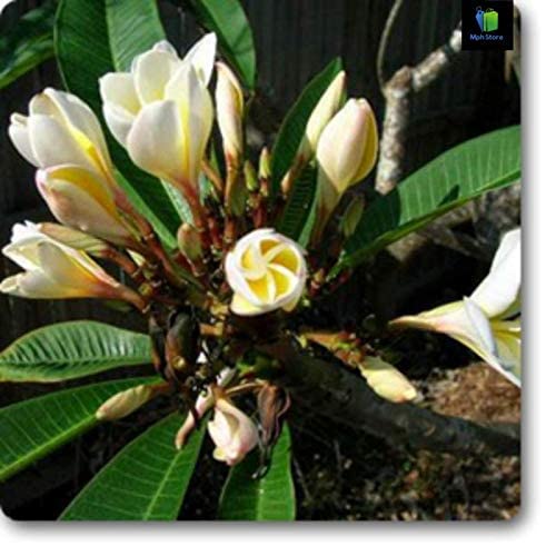 Royal Gardens Dwarf Rare Michelia Son Champa Chempakam Live Plant ...