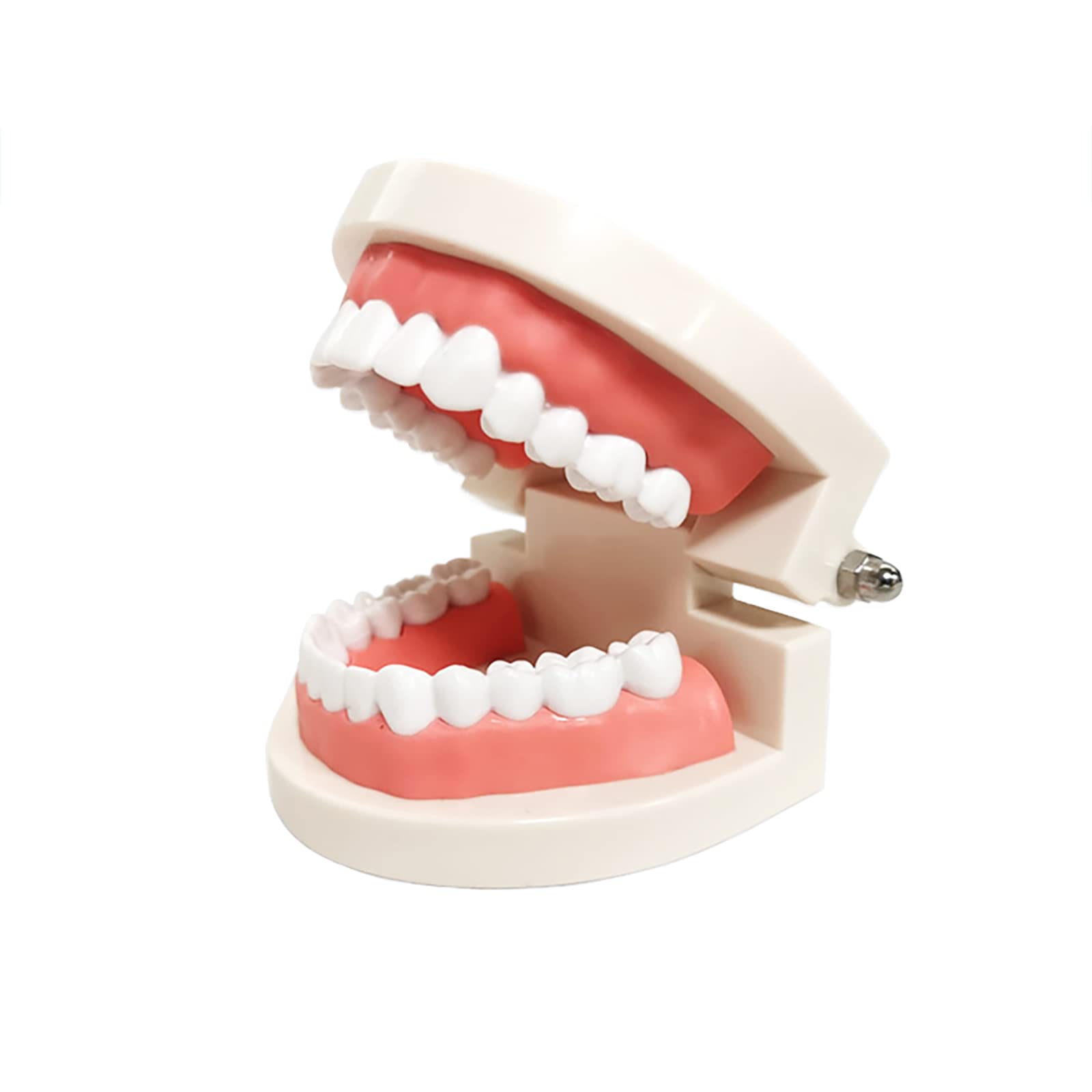 Snapklik.com : Standard Teeth Model, YOUYA DENTAL Kids Dental Teaching ...