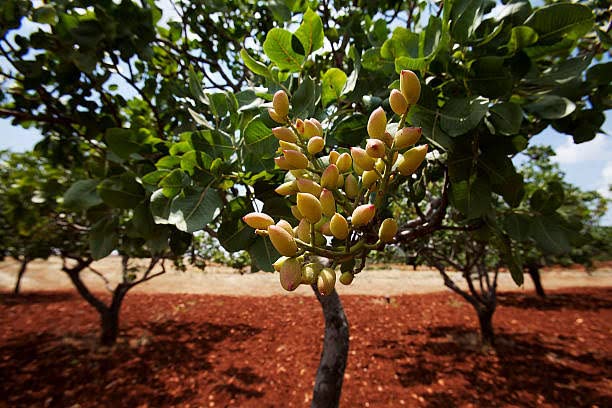 HANDICRAFTS NIRVANA pista badam pistachio Live Plant grafted Rare ...