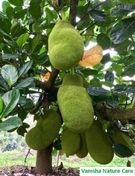 The Entacloo Jackfruit Plant Super Dwarf Exotic" VIETNAM SUPER EARLY ...