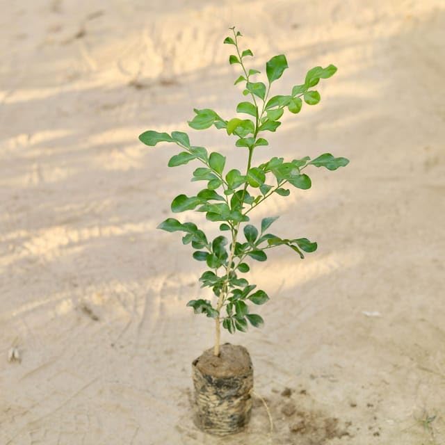 Murraya/Madhu Kamini (colour) in 4 Inch Live Nursery Plant : Amazon.in ...