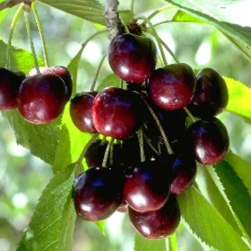 Amazon.com : 2 Black Cherry Trees Live Plants for Planting, Sweet ...