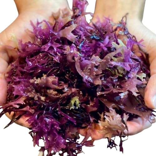 Amazon.com : Premium Chondrus Crispus (Irish Moss) from the Northern ...
