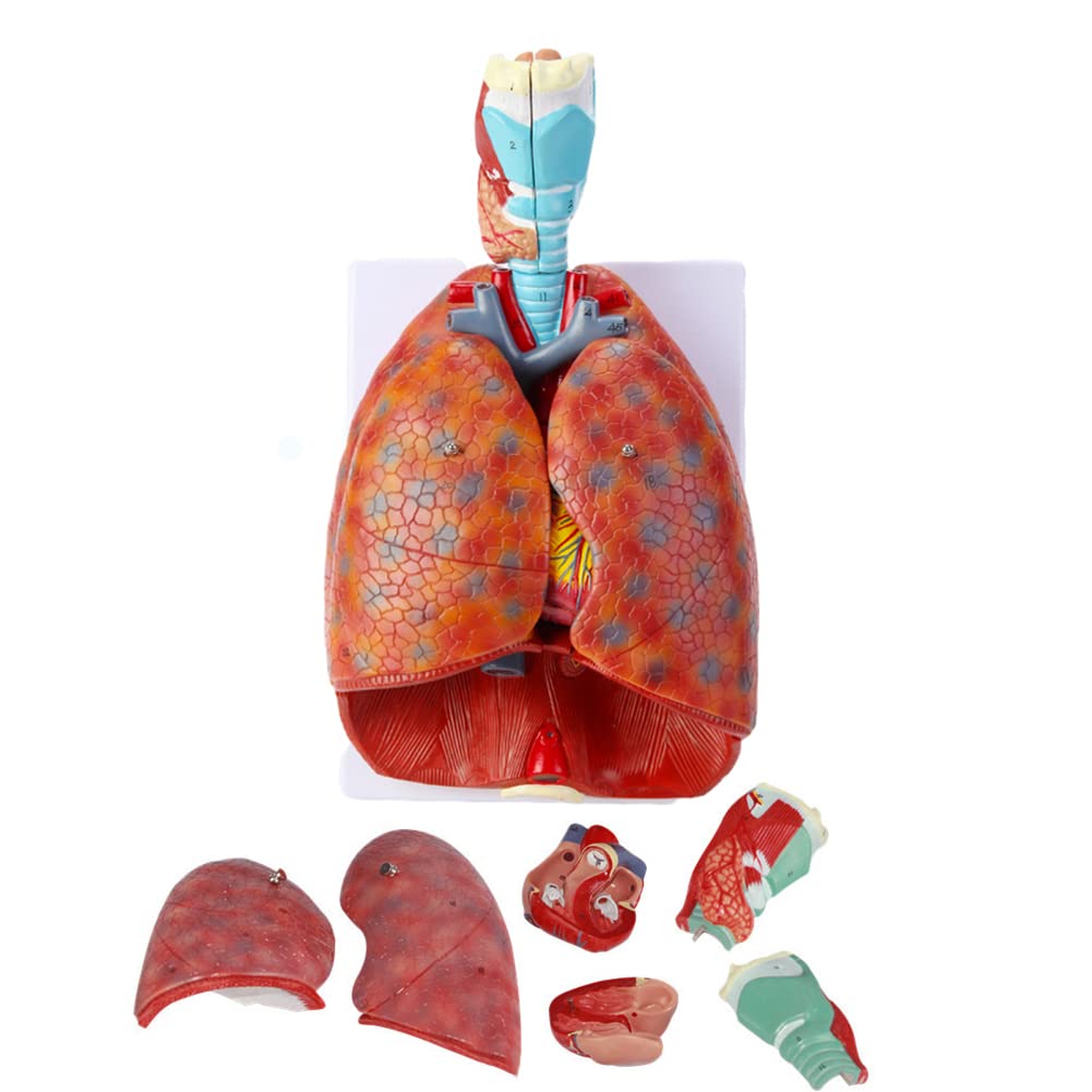 Buy Human Lung Model Respiratory System Model with 51 Parts Indication ...