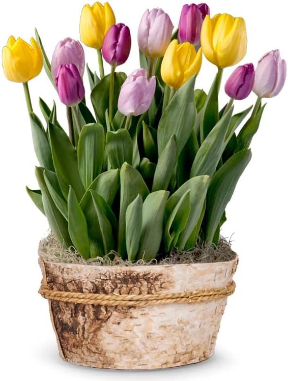 From You Flowers - Bombilla de tulipán mixta para jardín con maceta ...