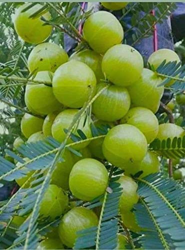 Golden Hills Farm Amla Tree Plant or Indian Gooseberry (Live Plant) 1 ...