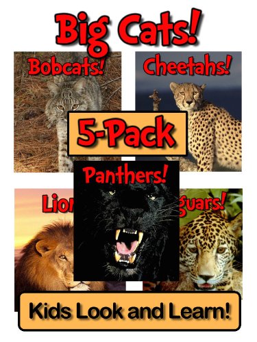 Big Cats! Learn About Big Cats and Enjoy Colorful Pictures - Look and ...